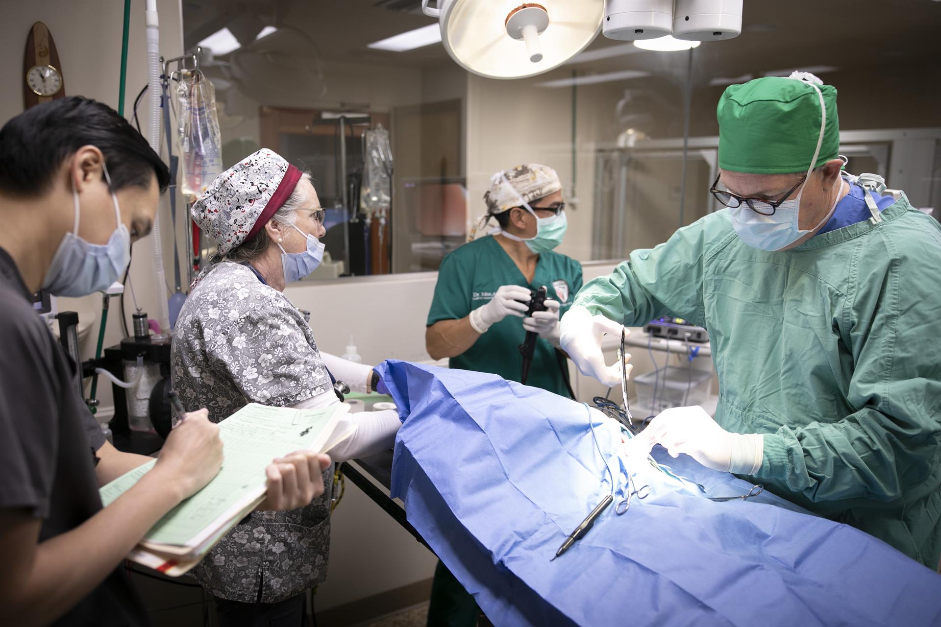 Surgery - Aloha Animal Hospital