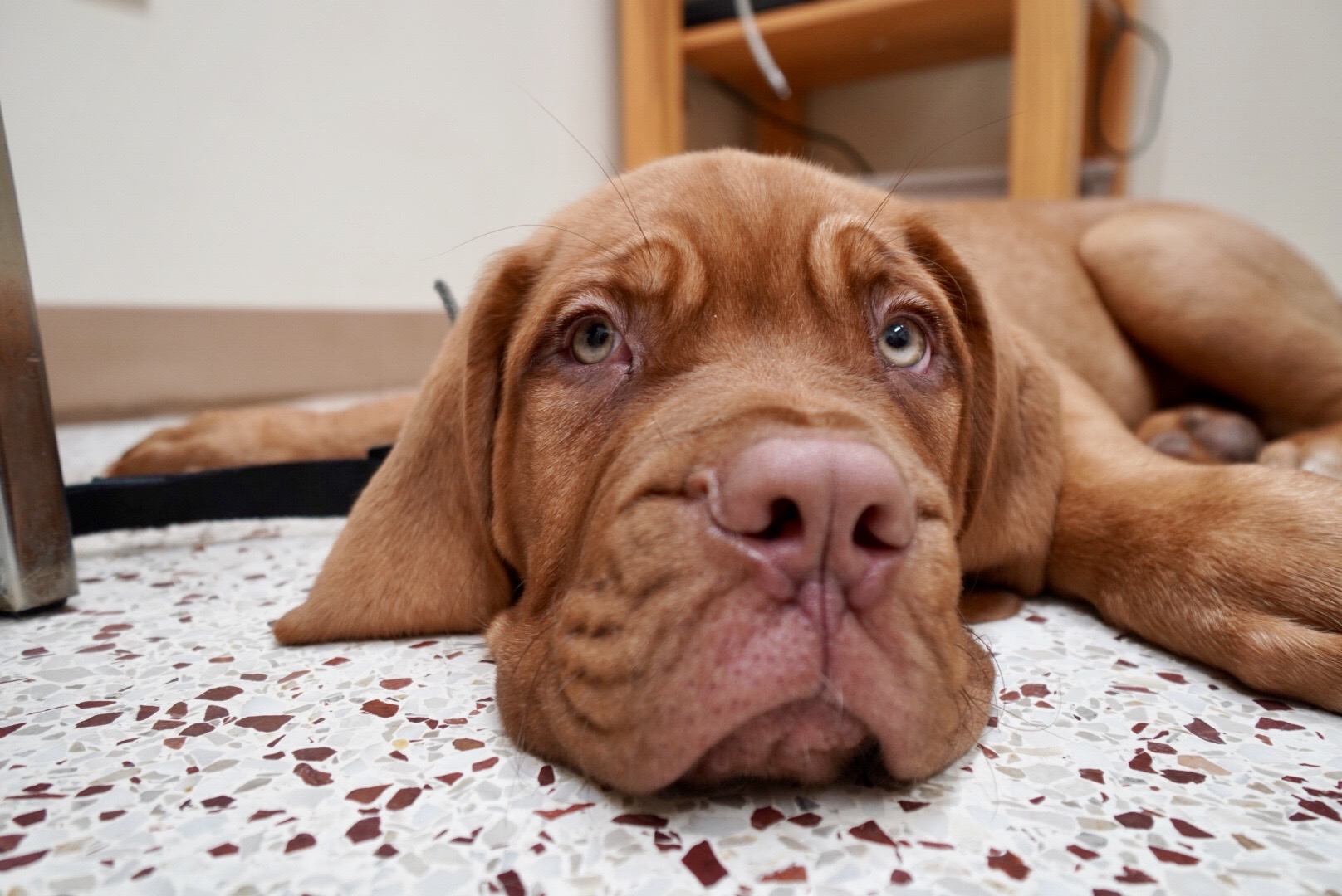 Arthritis - Aloha Animal Hospital